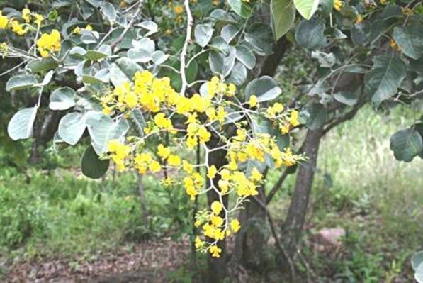 210 Tree Society Of Zimbabwe